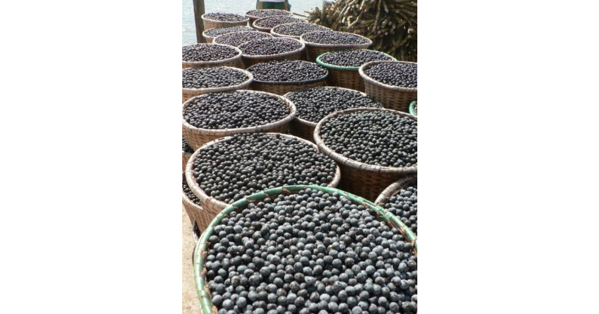 Acai Berry Pulp from Unit Brazil - PR.com