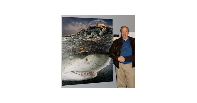 Seattle Area Photographer Bruce Yates' Award Winning Lemon Shark Photo ...