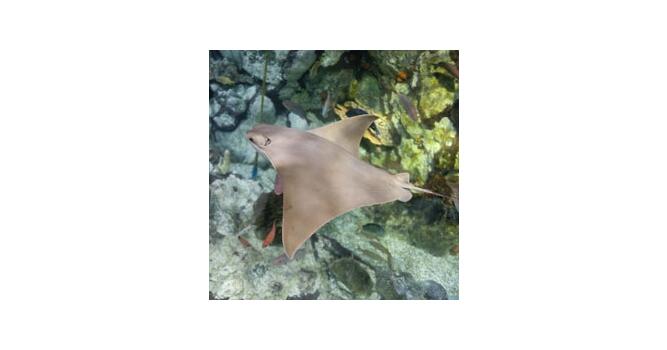 Barrington Pools to Build New Stingray Pool at Chicago's Shedd Aquarium ...