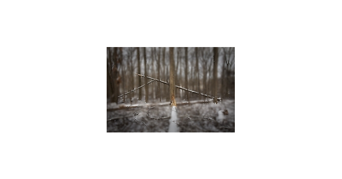 The 43 Trees Project Sponsors Interactive Earth Day Walk - PR.com