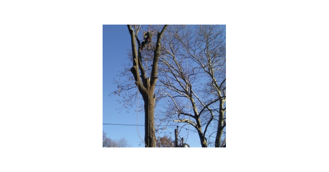 New York Long Island Tree Service Brings a Redefined Experience to ...