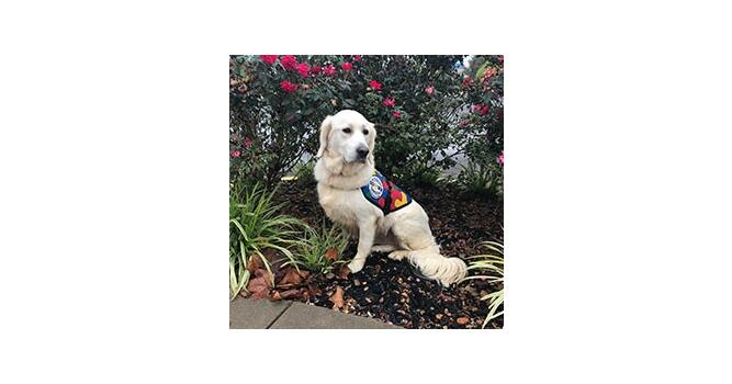 Custom Trained Autism Service Dog Delivered to Assist 6-Year-Old Boy in ...