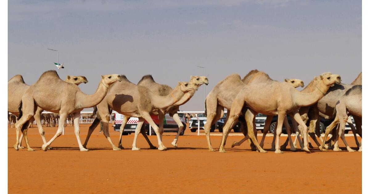 From Tradition to "Camel Economics" Saudi Arabia is a Global Hotspot ...