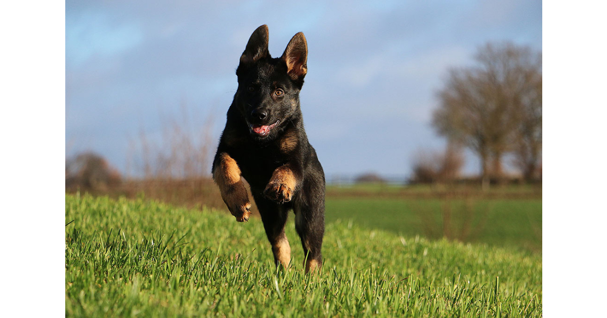 K9 Dog Training Academy Sees Greater Interest in Civilian Dog Training ...