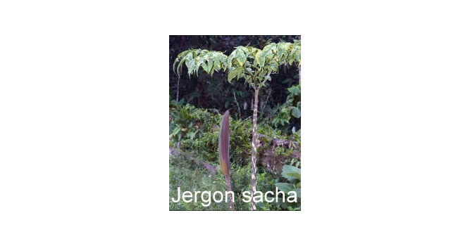 New Jergon Sacha Herbal Supplement from Amazon Botanicals - PR.com
