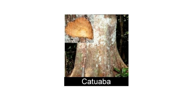 New Catuaba herbal supplement from Amazon Botanicals - PR.com