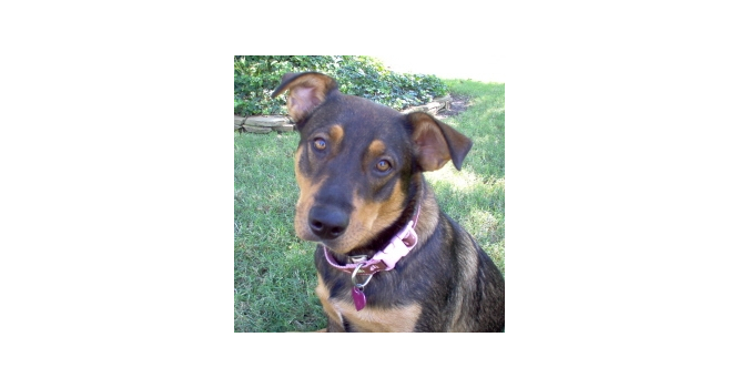 Rescued Dog Inspiration for Author’s First Book: Sadie Mae Baird ...