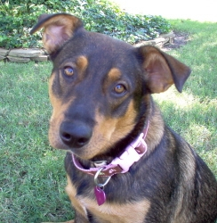 Rescued Dog Inspiration for Author’s First Book: Sadie Mae Baird ...